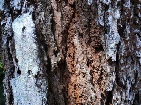 Tree Bark In The Form Of Abstract Stock Image Image Of Abstract