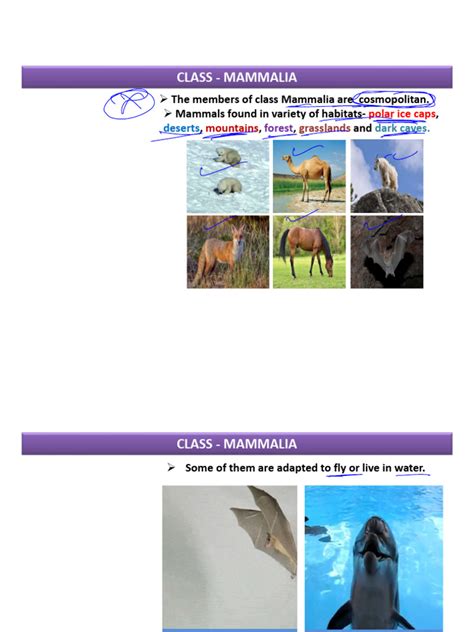 Class Mammalia Mnd5 Pdf Mammals Ear