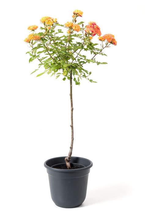 Rose Little Sunset® - Rosa Little Sunset® günstig kaufen