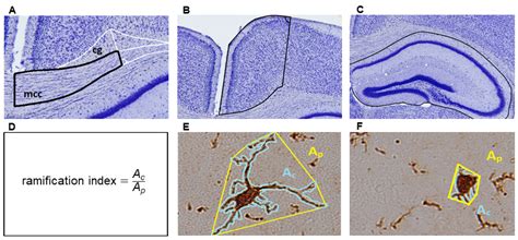 Microglia Histology