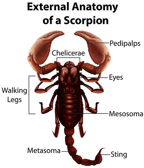 Download External Anatomy Of A Scorpion Educational Design For Free
