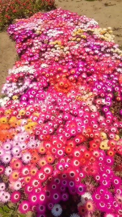 꽃은 언제나 미소를 주네요후레지아장미안개꽃shorts Youtube