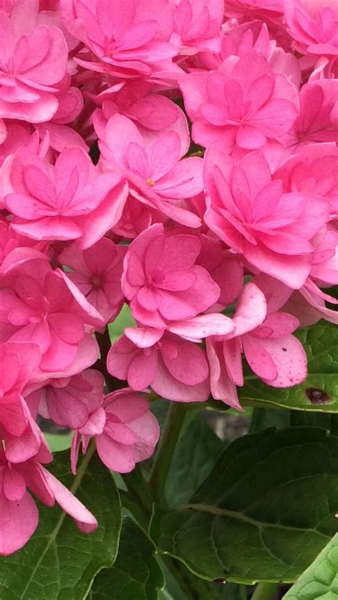 Perfect Pink Hydrangeas Pink Hydrangea Hydrangeas Perfect Pink