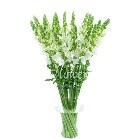 Антиринум белый, артикул: 200447 в интернет магазине EnjoyFlowers.ru с ...