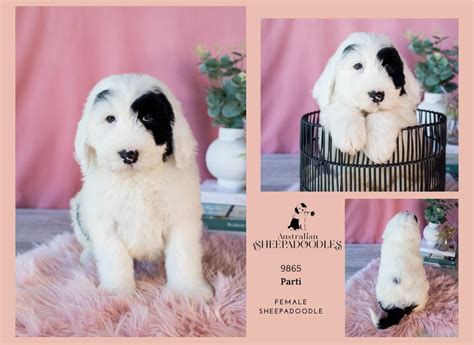 991003001919865 Australian Sheepadoodles Australia