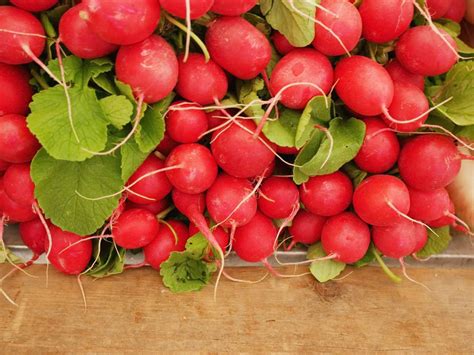 Radishes Rettich Kinds And Uses