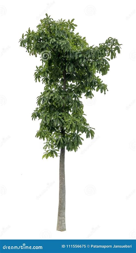 Green Tree Isolate On White Stock Image Image Of Isolated White