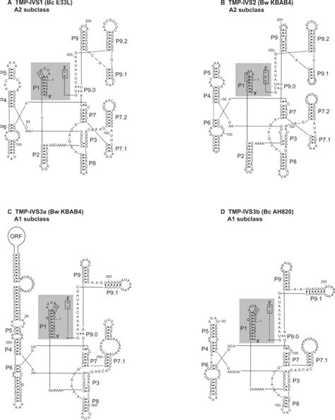 Predicted Secondary Structures Of The Group I Introns Inserted Within Download Scientific