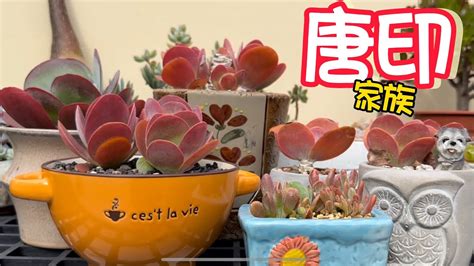 唐印三出葉 唐印變異 唐印家族分享 YouTube