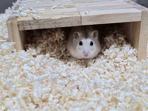 오늘의 햄찌 치지직 에펨코리아