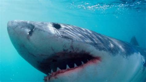 Myrtle Beach Shark Attacks Woman Attacked In Waist Deep Water