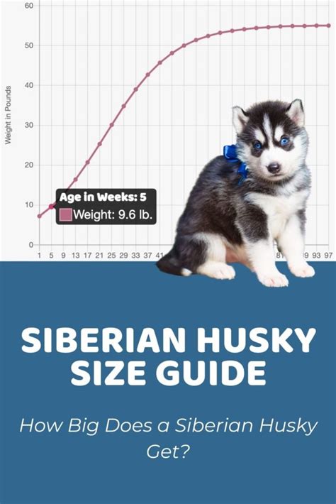 Siberian Husky Size Guide How Big Does A Siberian Husky Get