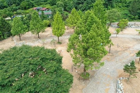 Trees Grove Path Free Photo On Pixabay Pixabay