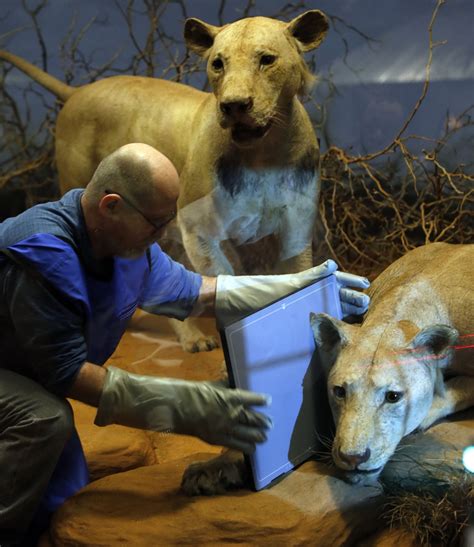 Man Eating Lions