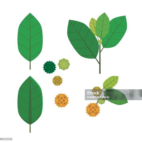 Kratom Stock Illustration Download Image Now Addiction Agriculture