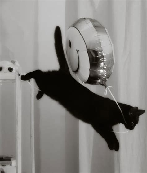 27 Adorable Cat Thieves That Were Caught In The Act