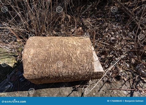 Part Of The Trunk Of A Tree Eaten By Insects Stock Image Image Of Vegetable Abstract
