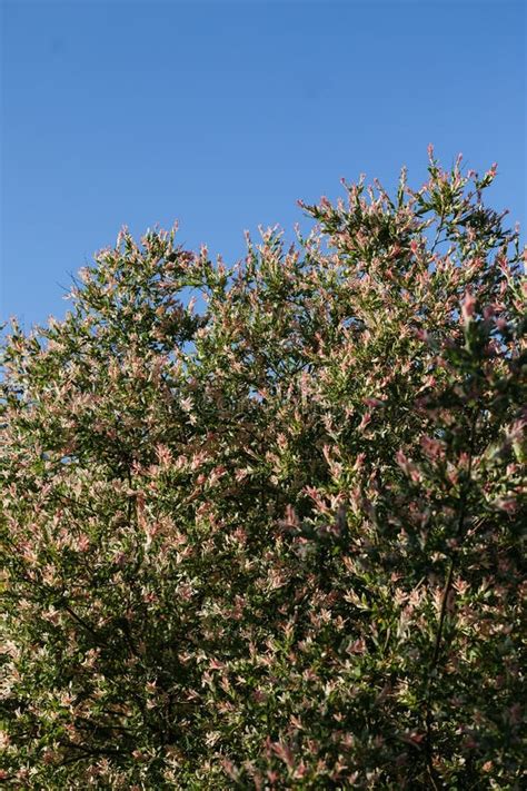 Closeup of Flamingo Japanese Willow (salix Integra, Hakuro Nishiki ...