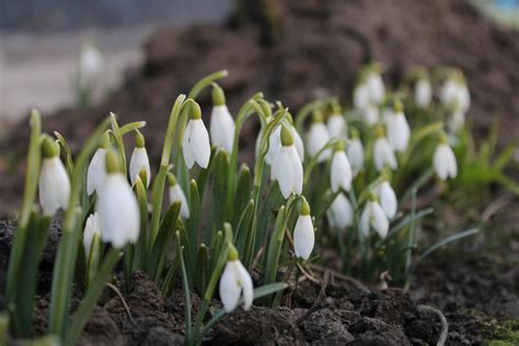 Early Spring Landscape Photos Download The Best Free Early Spring