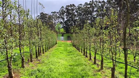 Apple And Pear Australia Limited Apal On Linkedin The Pips 4 Profit