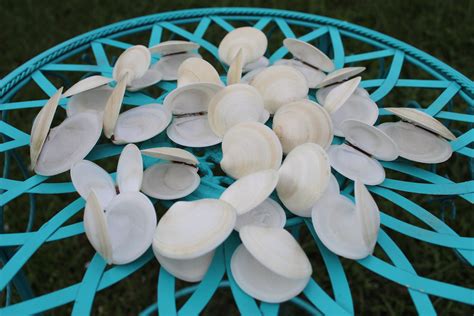 Dosinia Clam Shell White Shells Florida Gulf Coast White Textured