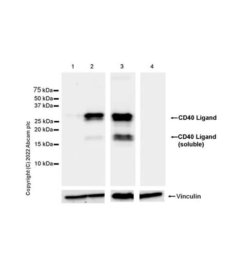 Recombinant Anti Cd40 Ligand Antibody Epr26530 17 Ab303610 Abcam