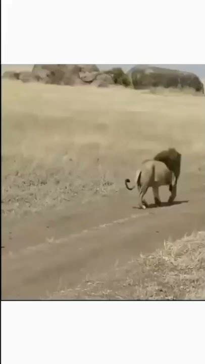 الاسد والاشبال الصغار عالم الحيوانات المفترسة Lion Cubs Playing