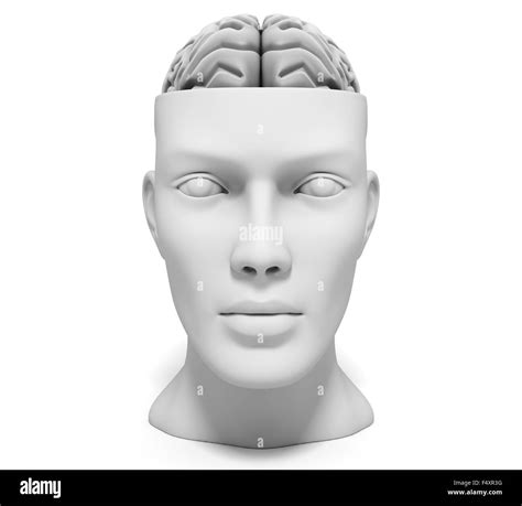 Anatomie Gehirn Schwarzweiß Stockfotos Und Bilder Seite 2 Alamy