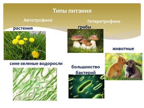 Обмен веществ и превращение энергии в клетке презентация онлайн