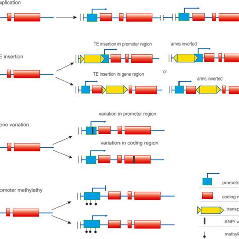 Four Features Of Structural Variants In The Plant Genome A Gene Download Scientific Diagram