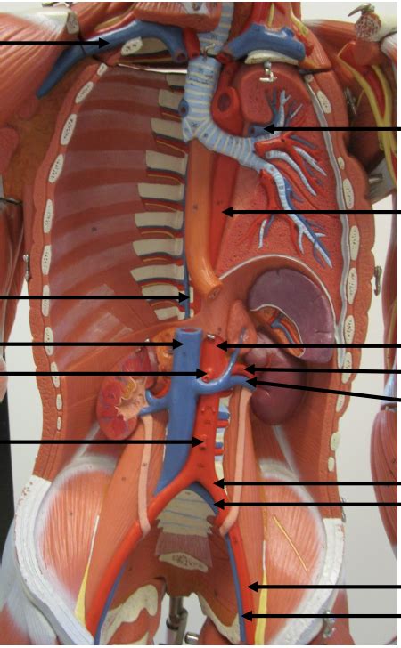 3 4 Muscle Man Body Diagram Quizlet