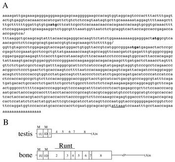 A Variant Of Runx2 That Differs From The Bone Isoform In Its Splicing Is Expressed In