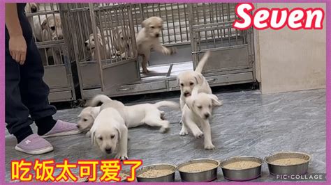 拉布拉多seven老四💕2024 2 2💕labrador Seven💕queen爱賽文一家 Seven老四小迷糊 💕queenlee