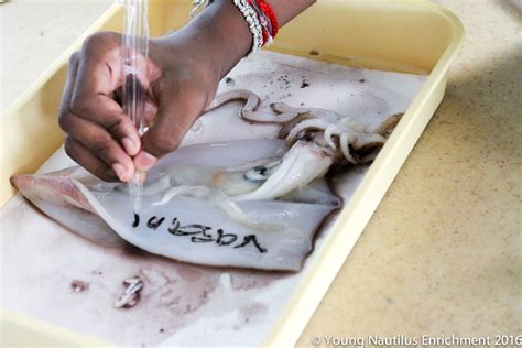 Squid Dissection Young Nautilus Learning Journeys