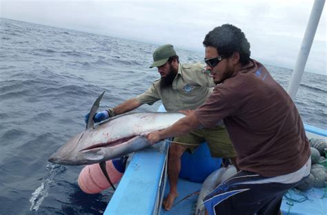 Más De 150 Científicos Exigen El Fin De La Sobrepesca Crisol Fm