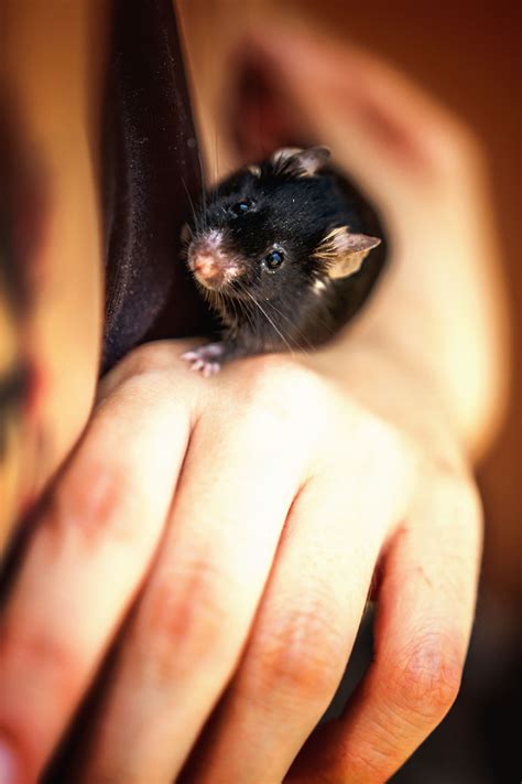 I Photographed Ex Lab Rats And Mice Going Outdoors For The First Time And Their Expressions Say