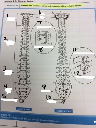 Major Bones Of The Vertebral Column Identify Flashcards Quizlet