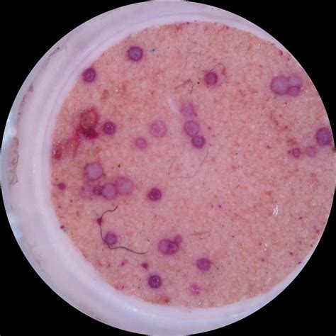 Data Merge Test 4 Object Detection Dataset By G Lewis 1