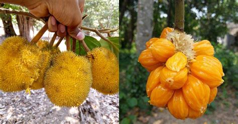 ഈ കുഞ്ഞൻ ചക്കയുടെ പേര് പറയാമോ ഈ ചക്ക കഴിച്ചിട്ടുള്ളവരും കണ്ടിട്ടുള്ളവരും ഇത് അറിയാതെ പോകരുത്