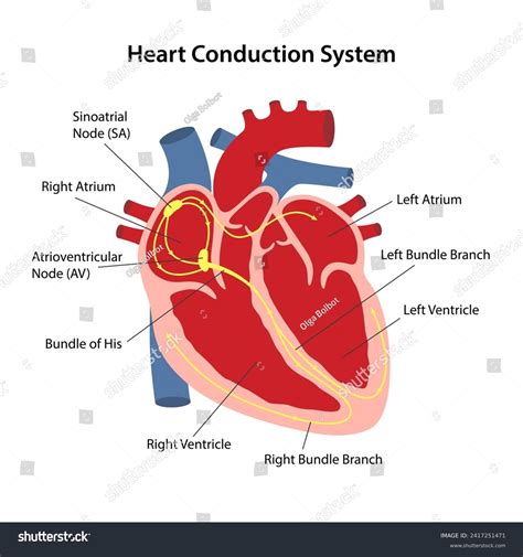 36 Conduction System Heart Nodes Stock Vectors And Vector Art