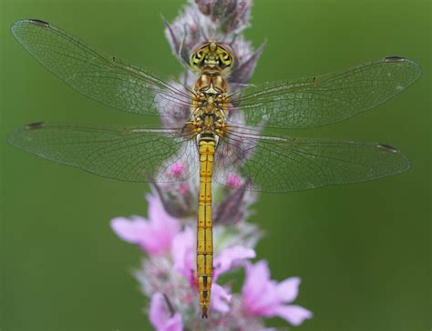 Vagrant Darter British Dragonfly Society