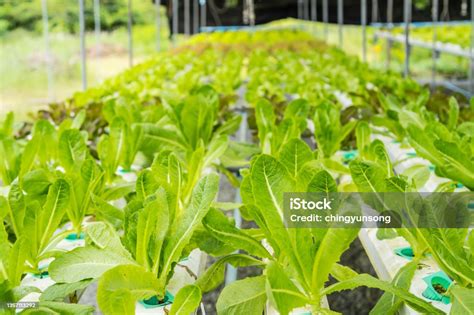 수경 파이프의 수경 상추 수경 재배 방법은 토양이 없는 수경 식물 농장의 미네랄 영양 솔루션을 사용하여 수경 재배 방법 상추에 대한 스톡 사진 및 기타 이미지 Istock