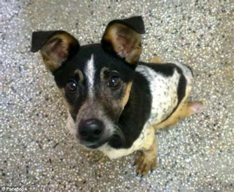Animal Lovers Rescued Bobi From Gutters Of Bulgaria Now Rspca Wants Him