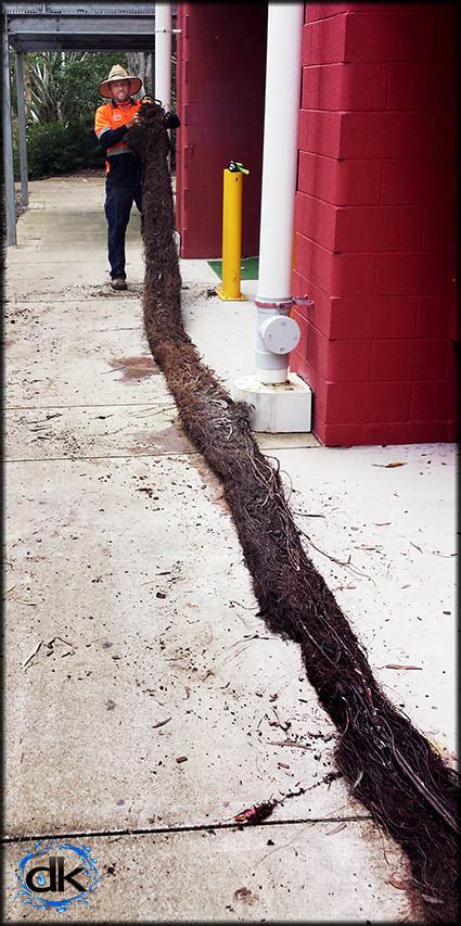 Noosa Stormwater Drain Unblocked Of Giant Tree Root Blockage