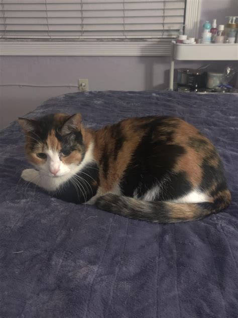 My Gfs Cat Rcalicokittys