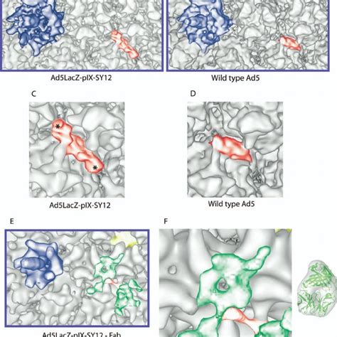 Comparison Between The Complexes Formed By The C Terminal Domains Of Download Scientific