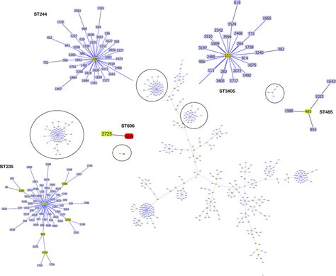 goeburst analysis based on mlst of 5 sts of p aeruginosa resistant