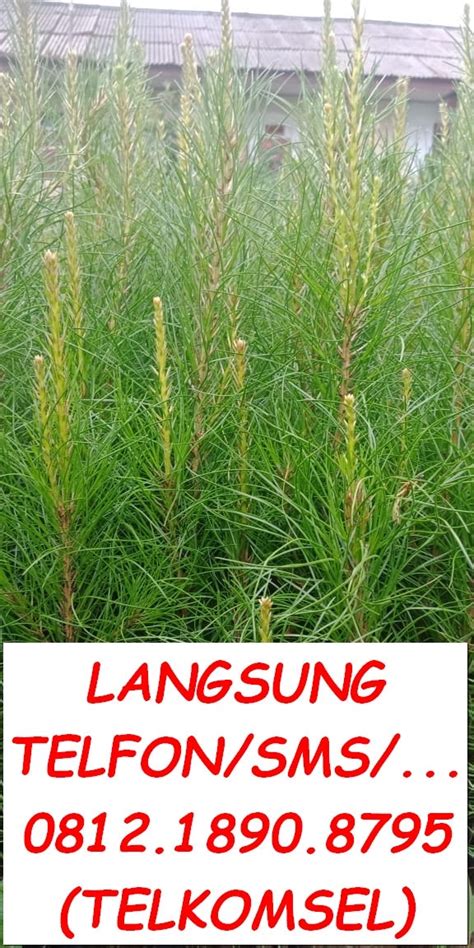 081218908795 Agen Bibit Pohon Pinus Merkusii Siap Tanam Unggulan