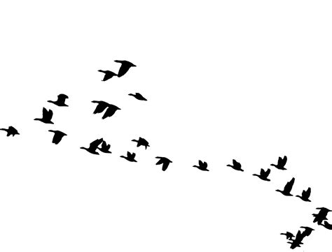 Flying Birds Vector Png