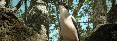 Watch Jungle Planet S01e14 The Conquered Forest Iberian Oak Forests